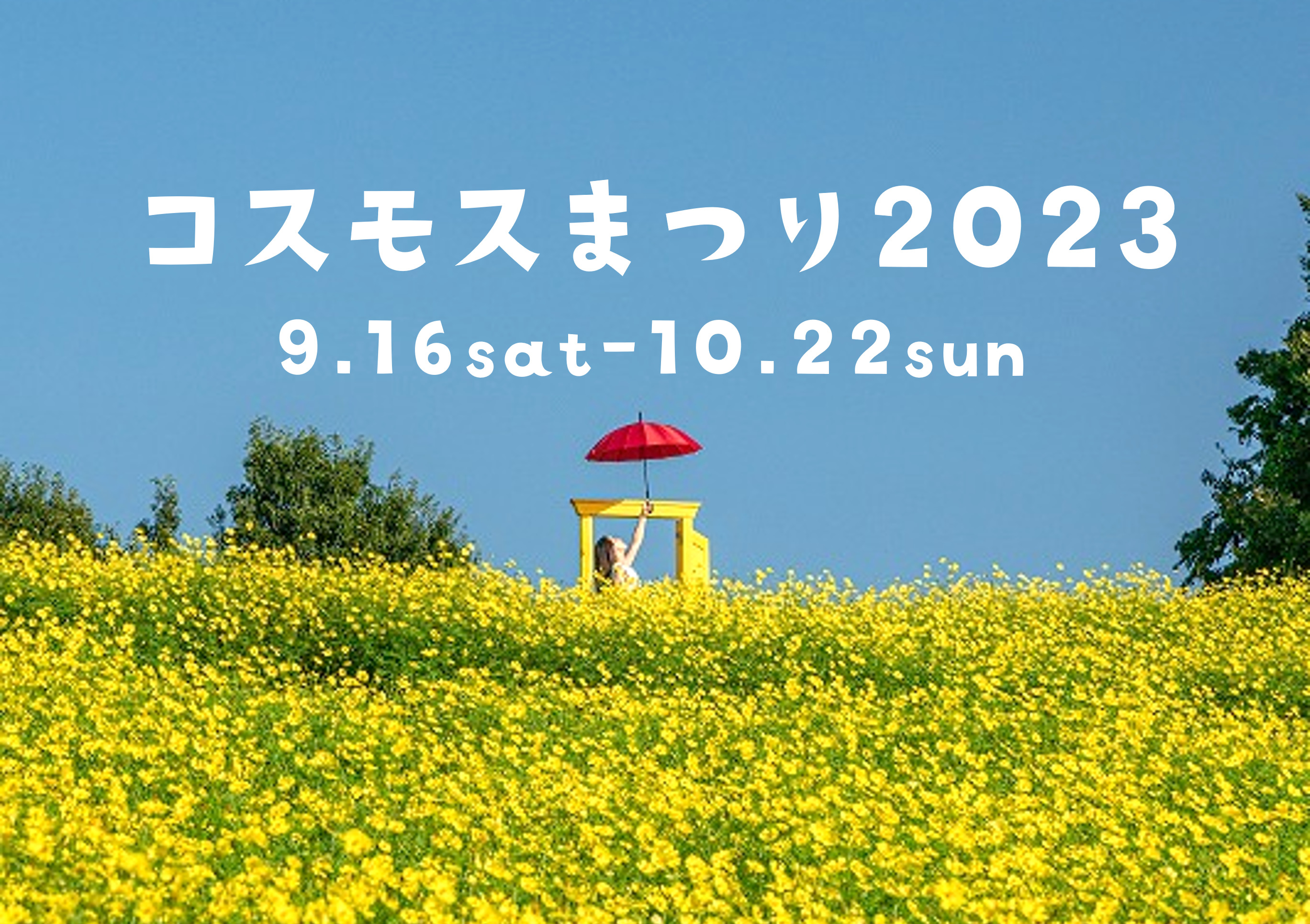 国営昭和記念公園のコスモス「レモンブライト」立川市昭島 2023年9月22日（金） - peaの植物図鑑