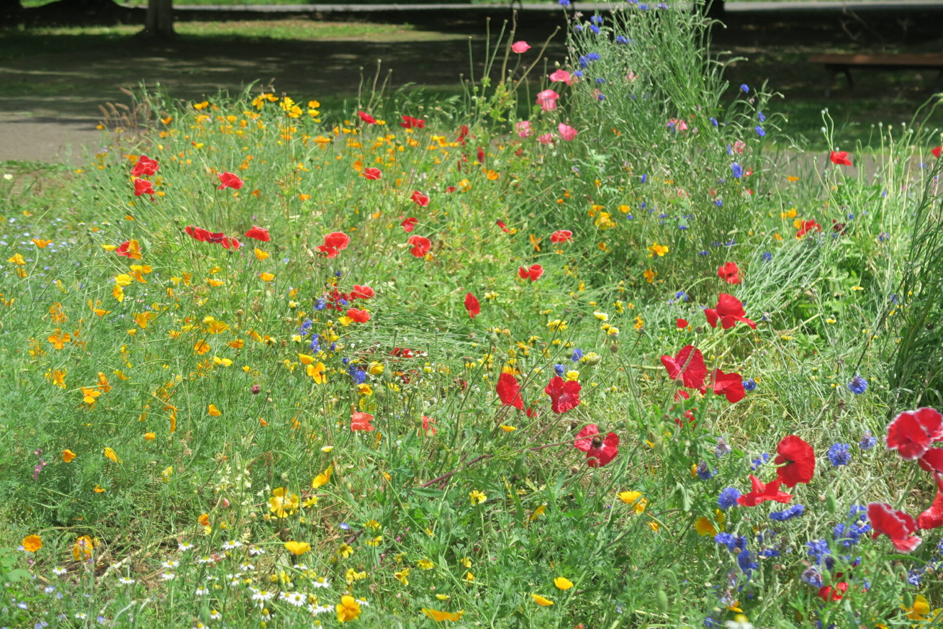 花だより（5月30日） – 国営昭和記念公園公式ホームページ